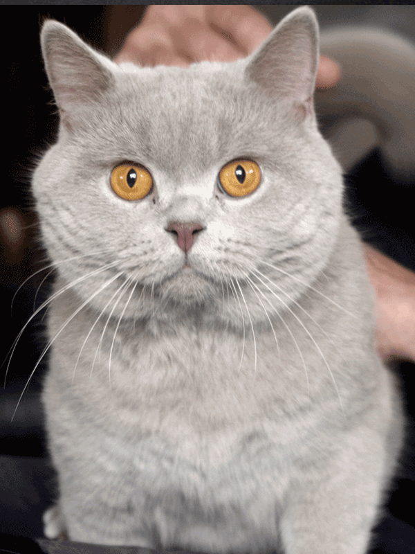 Brown Shorthair - SBS CATS | British Shorthair breeder